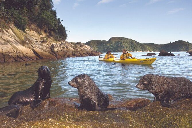 Seal Sanctuary Tour - Guided Kayaking - New Zealand - FAQs about the Seal Sanctuary Guided Kayaking Tour