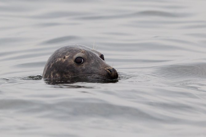 Seal-Watching Tour near Malusi Islands - Discover the Seal-Watching Tour near Malusi Islands