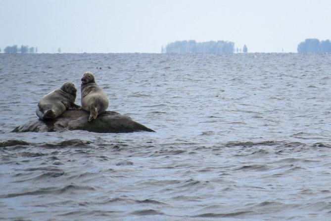 Seal-Watching Tour near Malusi Islands - Final Thoughts: Who Should Book This?