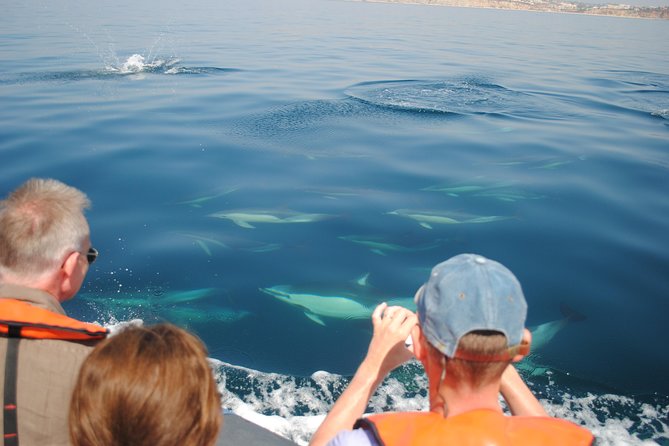 Sealife Sea Safari, Dolphin Watching with Marine Biologist's Lagos - Final Words