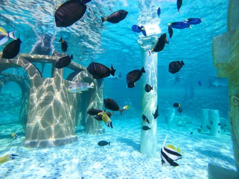 Seapark: Swimming in Pool Aquarium with Authentic Creatures - What the Reviews Say