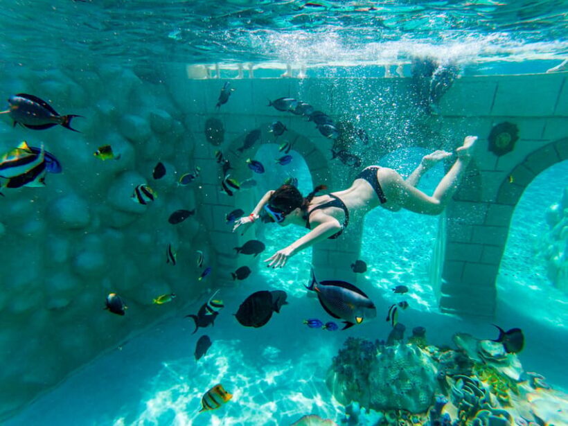 Seapark: Swimming in Pool Aquarium with Authentic Creatures - Who Will Love This Experience?