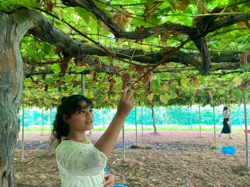 Seasonal Mt. Fuji Scenic Views, Fruit Picking and Ropeway! - Key Points