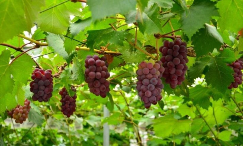 Seasonal Mt. Fuji Scenic Views, Fruit Picking and Ropeway! - A Closer Look at the Itinerary