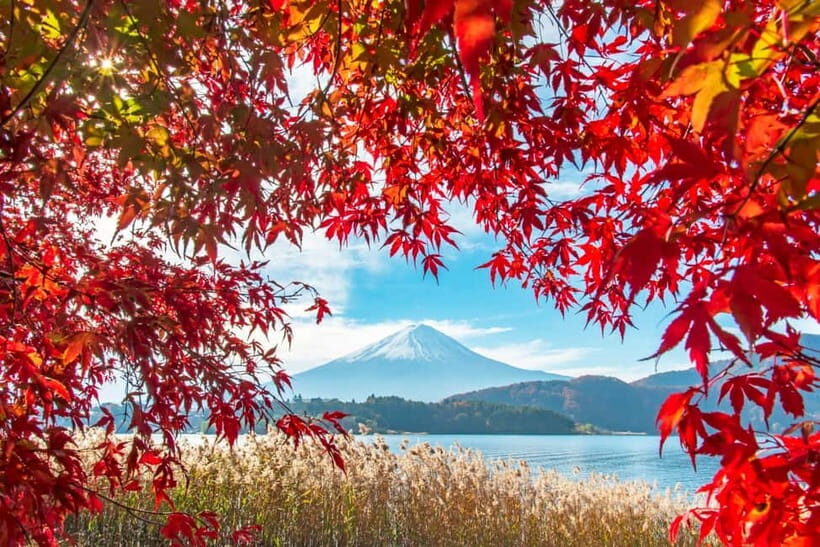 Seasonal Mt. Fuji Scenic Views, Fruit Picking and Ropeway! - Who Will Love This Tour?