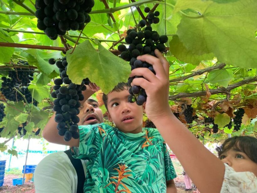 Seasonal Mt. Fuji Scenic Views, Fruit Picking and Ropeway! - Final Thoughts on Value and Experience