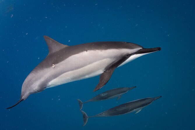 Seasonal Small-Group Humpback Whale Watching in Kona - An In-Depth Look at This Kona Whale Watching Tour