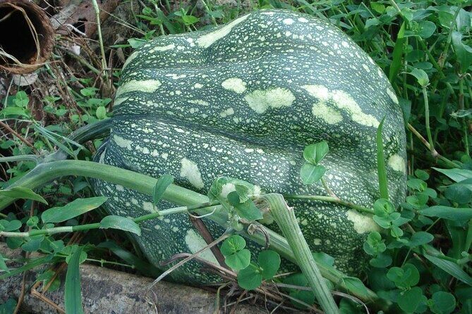 Seasoned Experience at Esperance Estate - A Deep Dive into the Esperance Estate Experience