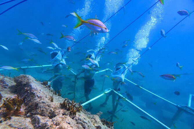 SeaTrek Tour St. Maarten - Practical Tips for Your Underwater Adventure