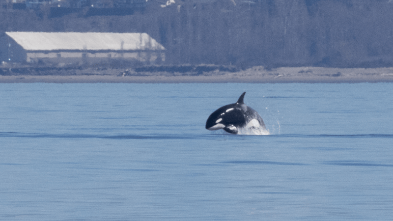 Seattle: Half-Day Wildlife and Whale Watching Cruise - FAQ