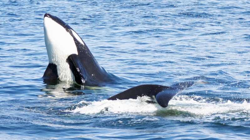Seattle: Half-Day Wildlife and Whale Watching Cruise - The Real Experience: Insights from Travelers