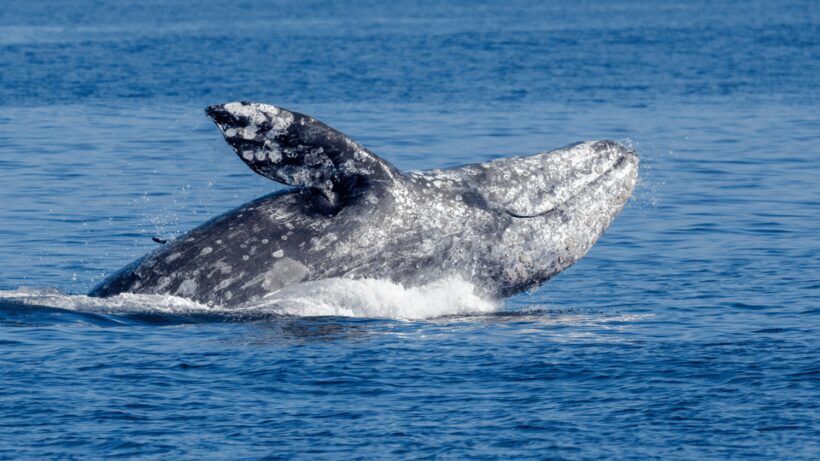 Seattle: Half-Day Wildlife and Whale Watching Cruise - Practical Details: What You Need to Know