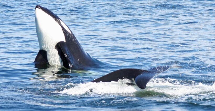 Seattle: Half-Day Wildlife and Whale Watching Cruise - Final Thoughts: Is This Tour Right for You?