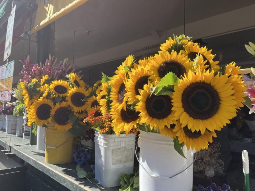 Seattle: Meet Me at the Market Food Tour - The Bottom Line