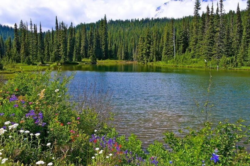 Seattle: Mount Rainier Park All-Inclusive Small Group Tour - FAQ