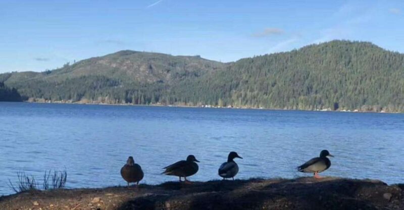 Seattle: Olympic National Park Day Tour with Scenic Ferries - Transport, Timing, and Value