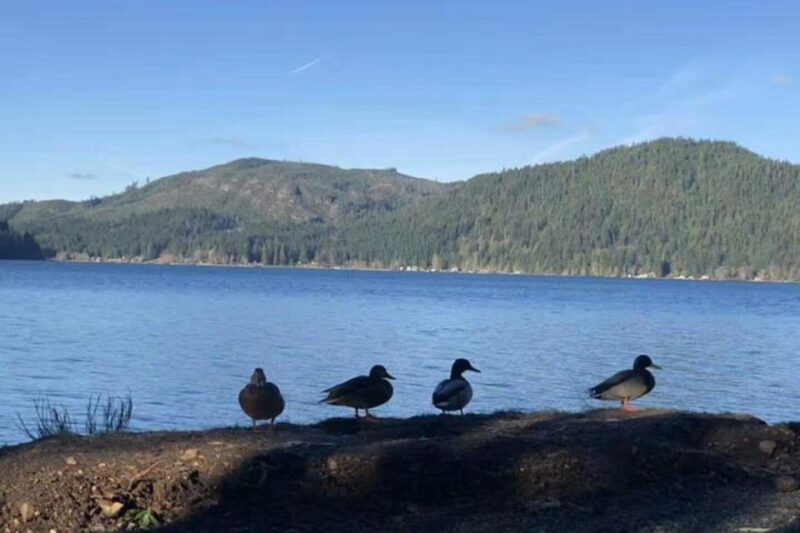 Seattle: Olympic National Park Day Tour with Scenic Ferries - Guides and Customer Experience