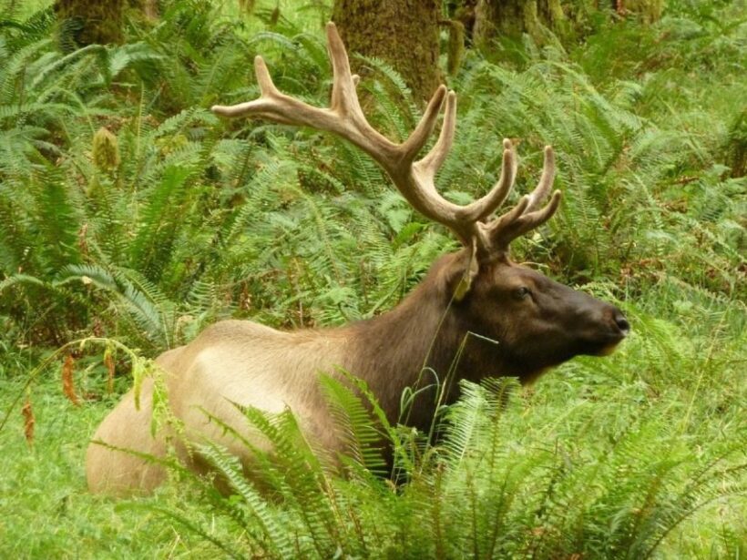 Seattle: Olympic National Park Small-Group Tour - A Deep Dive into the Olympic National Park Small-Group Tour