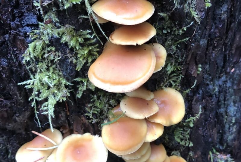 Seattle: Snoqualmie Falls and Twin Falls Guided Tour - FAQs About the Tour