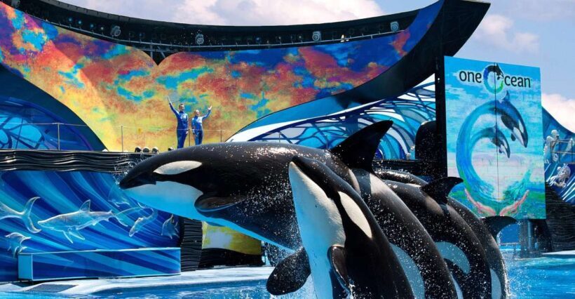 SeaWorld Orlando: Park Admission Ticket - Exploring the Park: What to Expect at SeaWorld Orlando