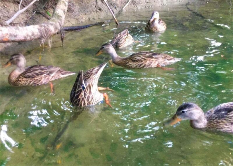 Sebago Lake Guided Sunset Tour by Kayak - Key Points