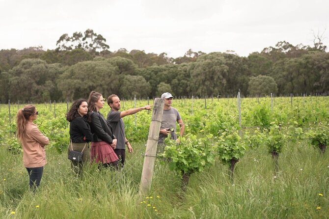 Secret Delights: Wine, Coffee, Artisan and Forest Tour - Key Points