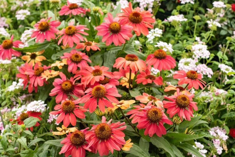 Secret Gardens of London Private Tour - An In-Depth Look at What to Expect