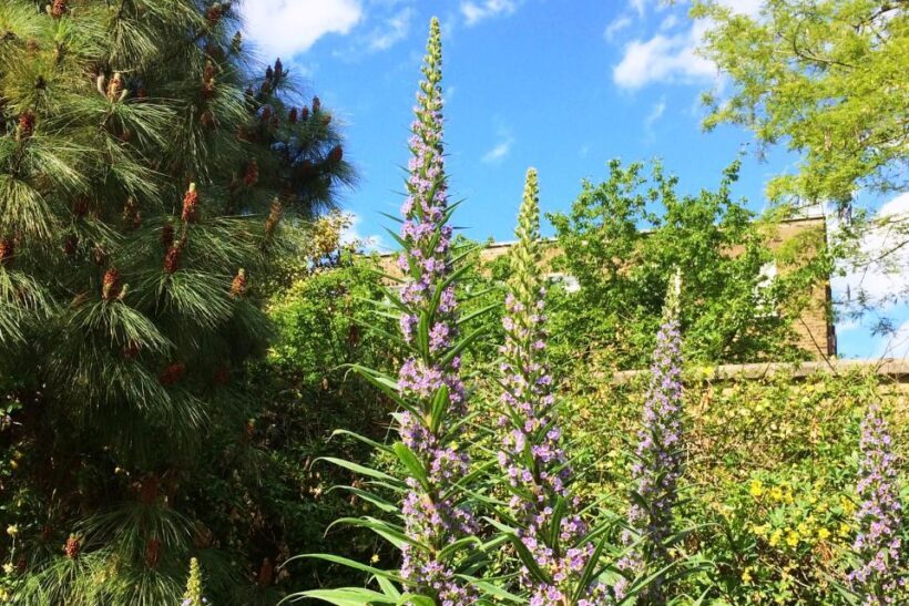 Secret Gardens of London Private Tour - Who Is This Tour Best For?