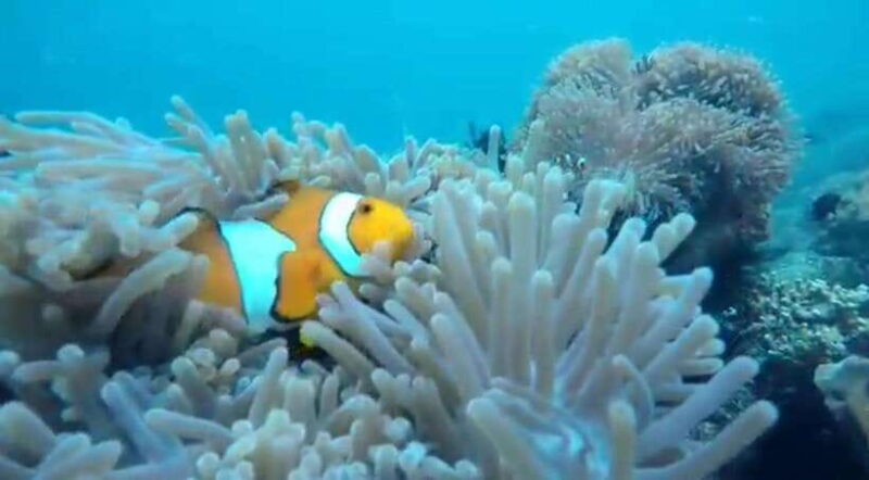 Secret Island Gili Nanggu, Sudak and Kedis Snorkeling tour - The Island Hopping: Gili Nanggu, Sudak, and Kedis