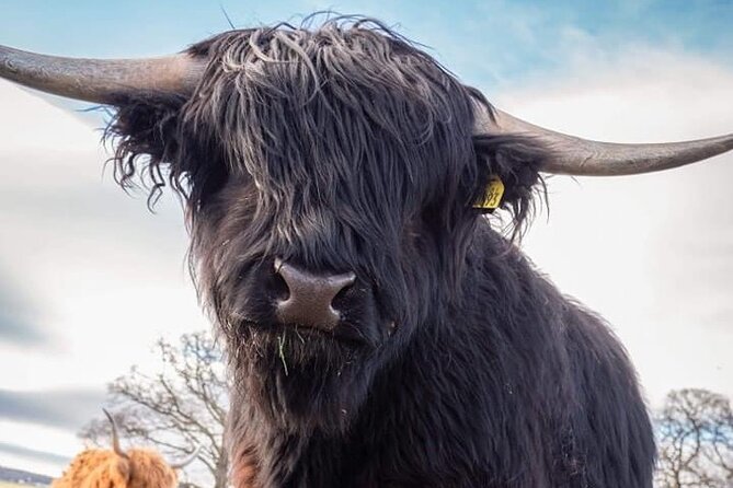 Secret Loch Ness Tour Review: A Must-Do - Tour Highlights