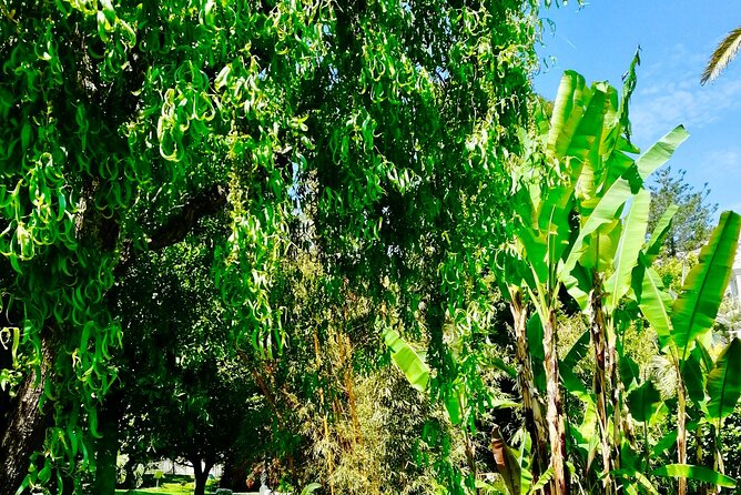 Secret Monaco : Hidden Gems, Art & Monumental Trees - Scenic Parks and Viewpoints