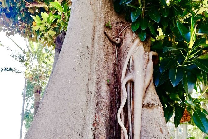 Secret Monaco : Hidden Gems, Art & Monumental Trees - Tips for an Unforgettable Tour Experience