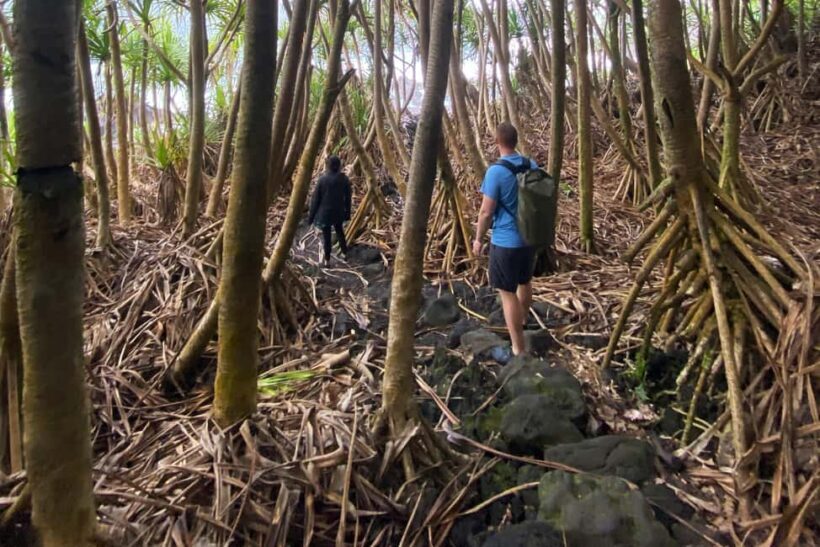 Secret Tide Pool Hike - Jungle & Coast - Private - Review Highlights and Guest Feedback