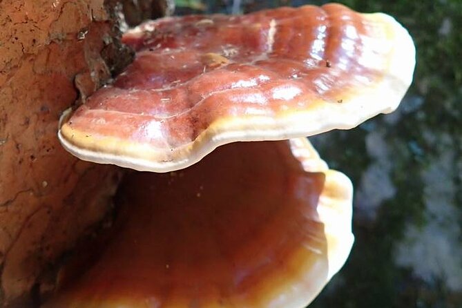 Sedona Creekside of Cathedral Rock Hike With a Private Guide - Why Choose a Private Creekside Hike?