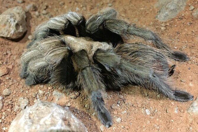 Sedona Creekside of Cathedral Rock Hike With a Private Guide - Authentic Experiences and Guide Expertise