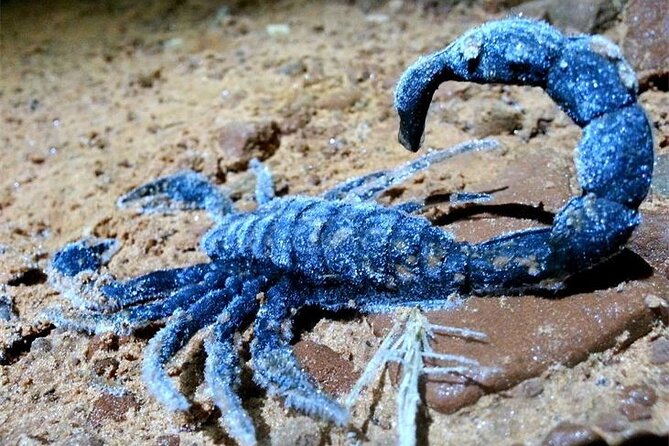 Sedona Dark Sky Sunset & Night Hike Adventure With a Private Guide - Key Points