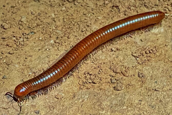 Sedona Dark Sky Sunset & Night Hike Adventure With a Private Guide - Booking Your Sedona Night Hike Experience