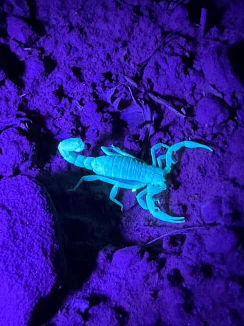 Sedona Night Hike and Stargazing Tour - What Makes This Tour Stand Out