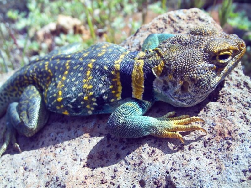 Sedona: PRIVATE Pavement 2-Hour Highlights Jeep Tour - Who Will Love This Tour?