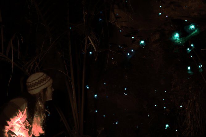 See Auckland's Secret Glow Worms - What to Expect on This Glow Worm Tour
