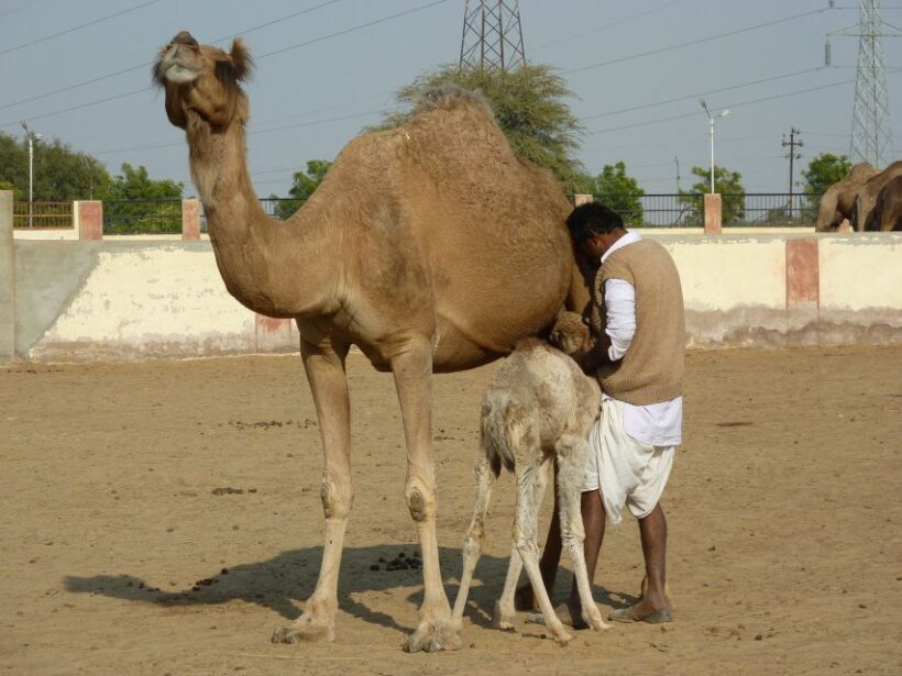 See Camel Centre, Rat Temple from Jodhpur With Bikaner Drop - Key Points