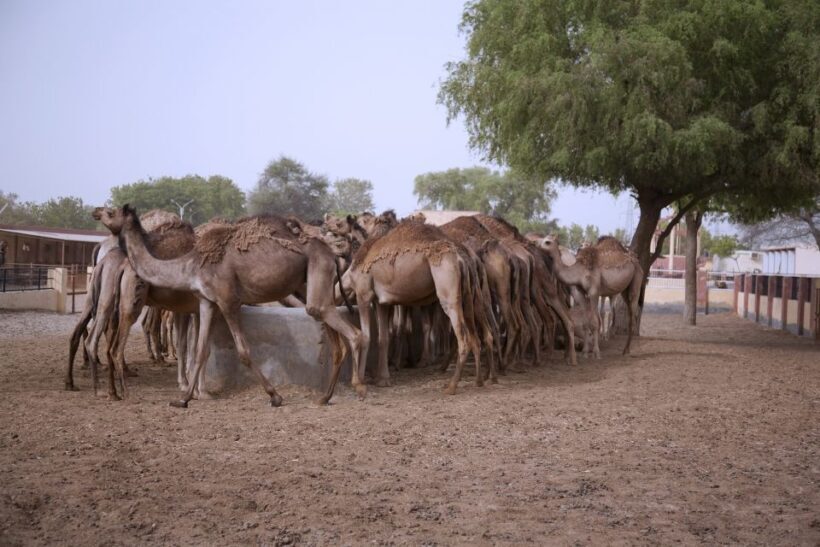 See Camel Centre, Rat Temple from Jodhpur With Bikaner Drop - Final Thoughts: Who Should Consider This Tour?