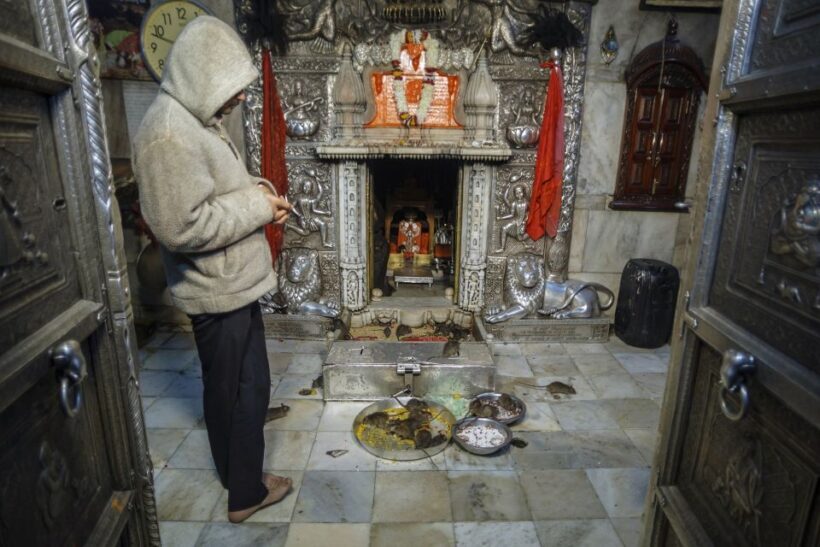 See Camel Centre, Rat Temple from Jodhpur With Bikaner Drop - FAQs About This Tour