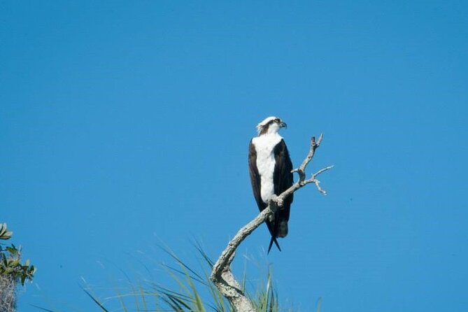 See Crystal River - National Wildlife Refuge Sightseeing Cruise - Tour Features