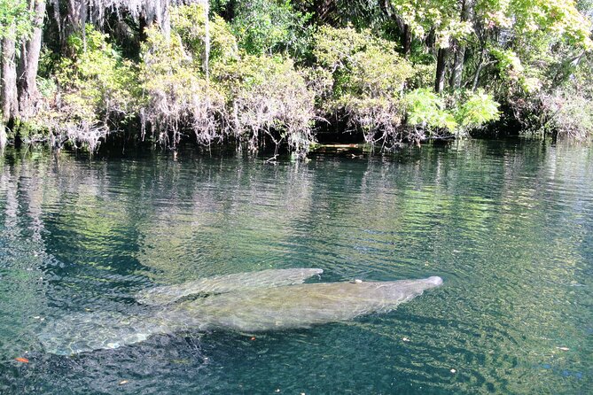 See Crystal River - National Wildlife Refuge Sightseeing Cruise - Wildlife Sightings