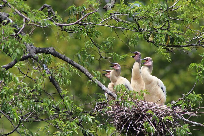See Crystal River - National Wildlife Refuge Sightseeing Cruise - Booking and Reservations