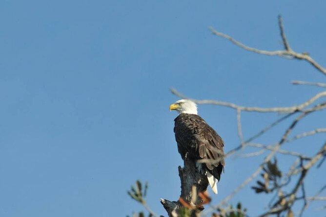 See Crystal River - National Wildlife Refuge Sightseeing Cruise - Tour Comfort