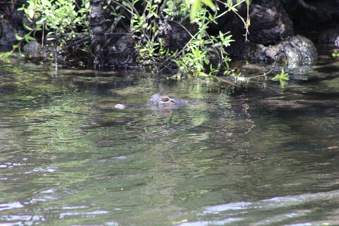 See Crystal River - National Wildlife Refuge Sightseeing Cruise - Customer Insights
