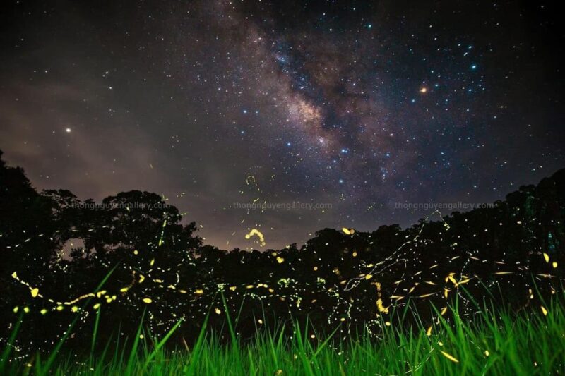 See fireflies & Wild Animals in Cuc Phuong National Park - FAQ