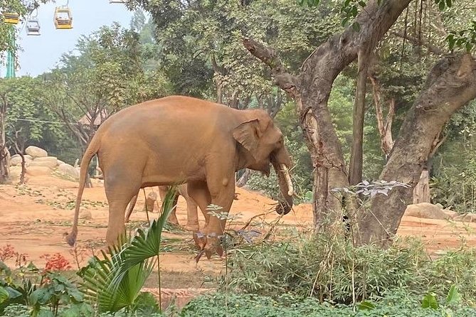 See Panda Guangzhou Chimelong Safari Park and Circus Private Tour - FAQs